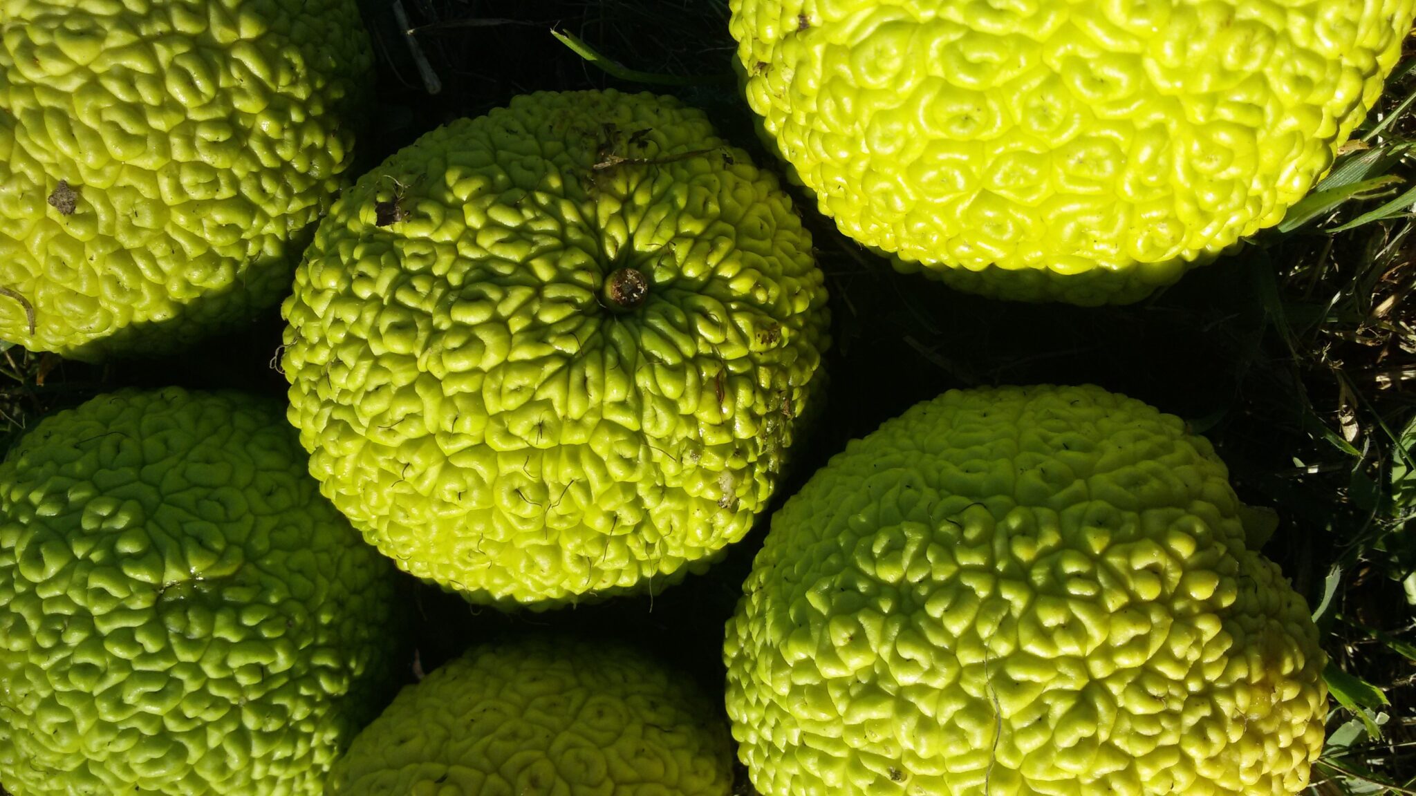 Osage Orange: The tree that time (and cowboys) loved - WoodCentral